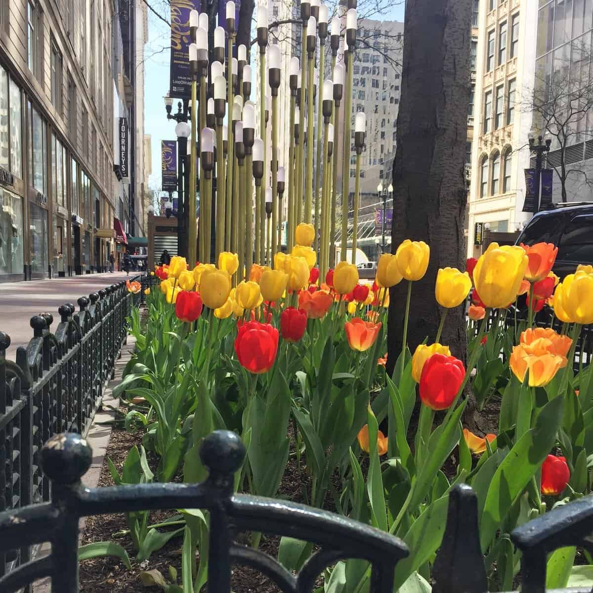 Spring in Chicago: What to Expect, Pack & Do for the Best Trip