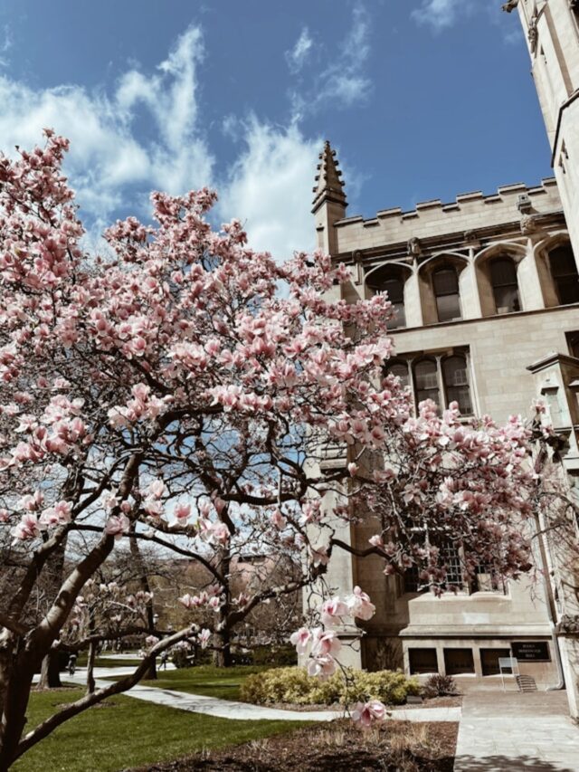 Spring in Chicago: What to Expect, Pack & Do for the Best Trip