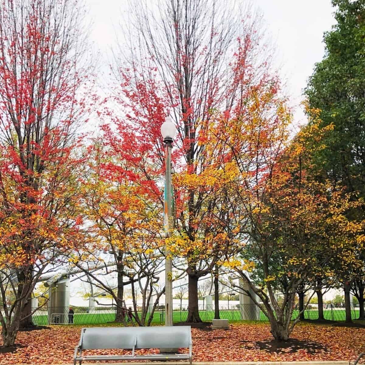 Chicago Fall Guide: Weather, What to Take & Top Things to Do